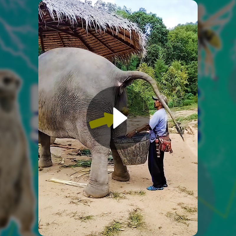 He Collects Po*p From Elephants And Gets Rich 🤯 - Nature Stories (ENG ...