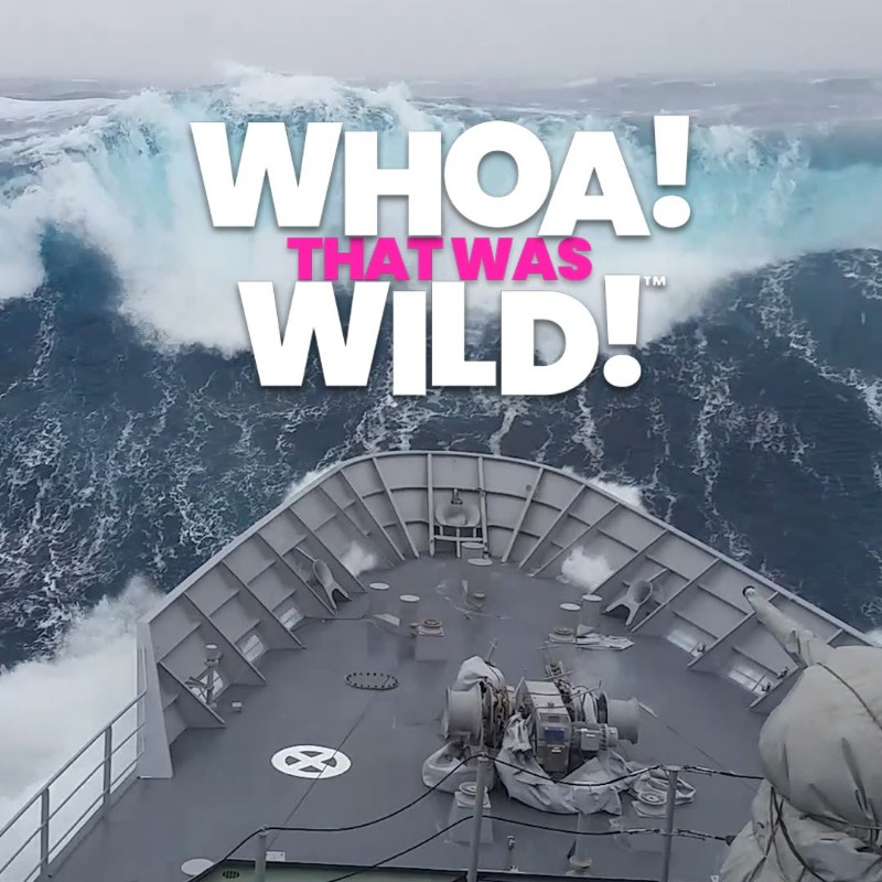 Top 20 Scary Wild Animal Encounters - Whoa! That Was Wild! | Snapchat