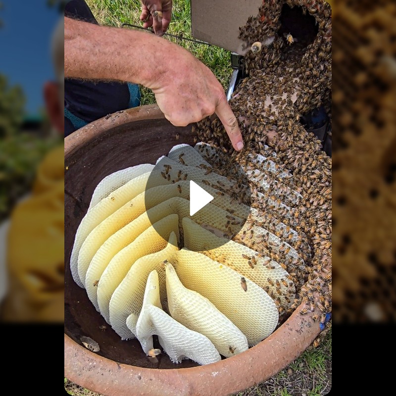 We Couldn't Believe Bees Built This 🤢 - Mr. Mrs. Bee Rescue | Snapchat