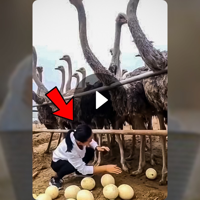 Ostrich Egg ASMR 😲 - Pet Friendly | Snapchat