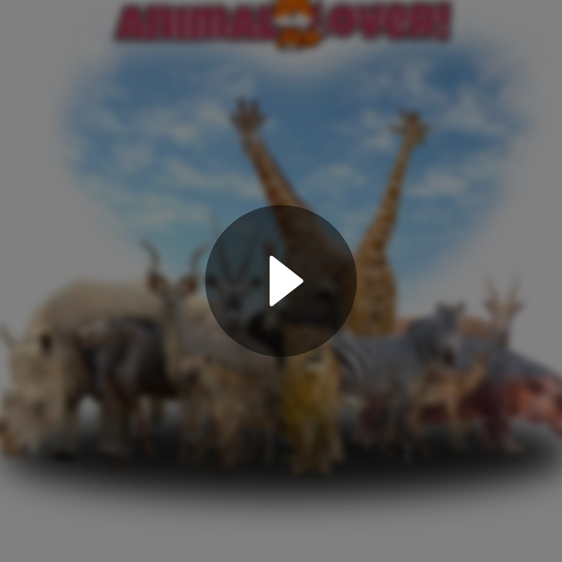 After 40 Years 😮 - Animal Lover | Snapchat