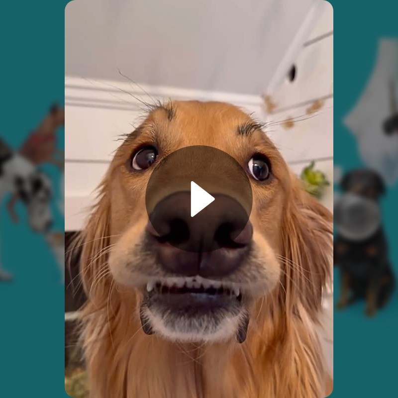 Do I Have Rizz? 👀 - WoofWoofTV | Snapchat