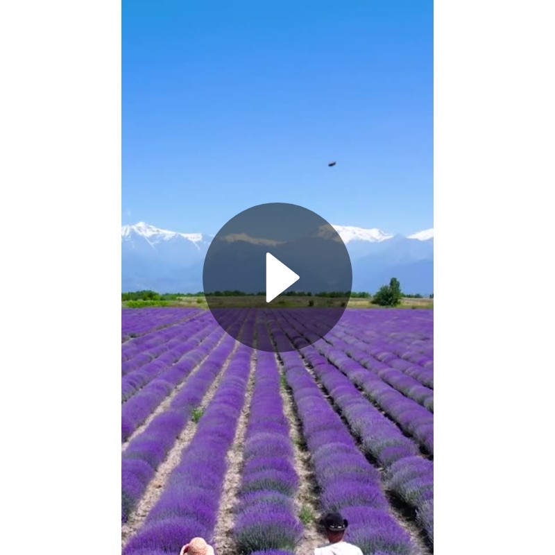 The Harshdeep Ahuja Show | We make the most relaxing Lavender Tea! Life ...
