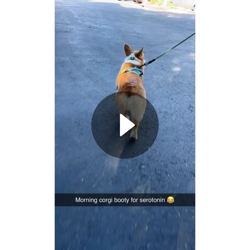 Morning corgi booty for serotonin 😂 | Spotlight on Snapchat