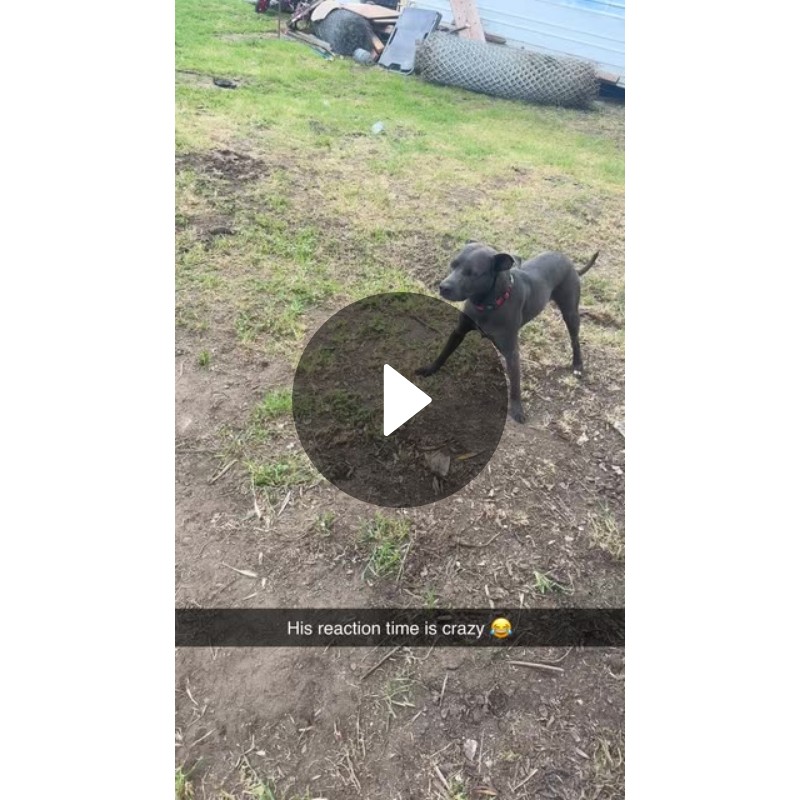 His reaction time is crazy 😂 | Spotlight on Snapchat