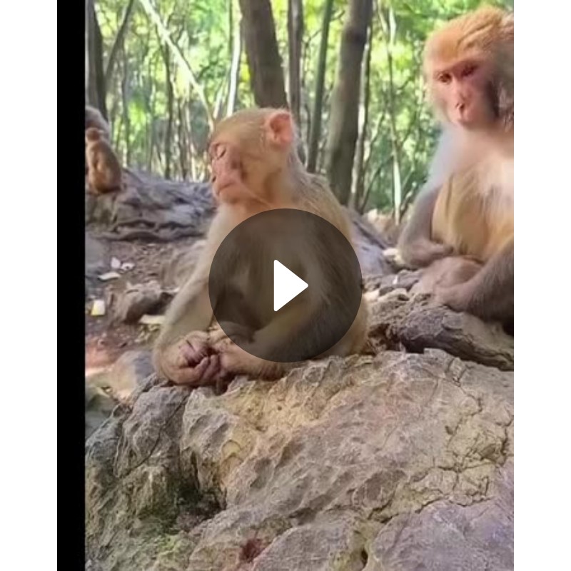 monkeys.247 | Spotlight on Snapchat