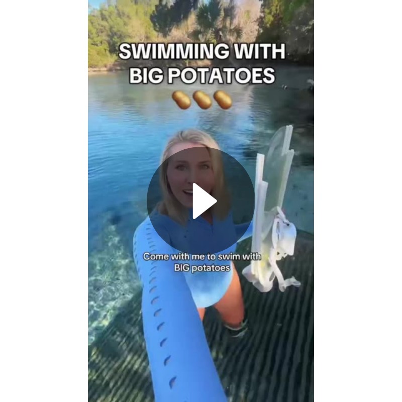 Swimming with Manatees: A Real-Life Potato Encounter! | Video by ...