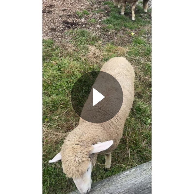 Meg Radice's Farm Life: Peaceful Sheep Grazing in Autumn Pastures ...