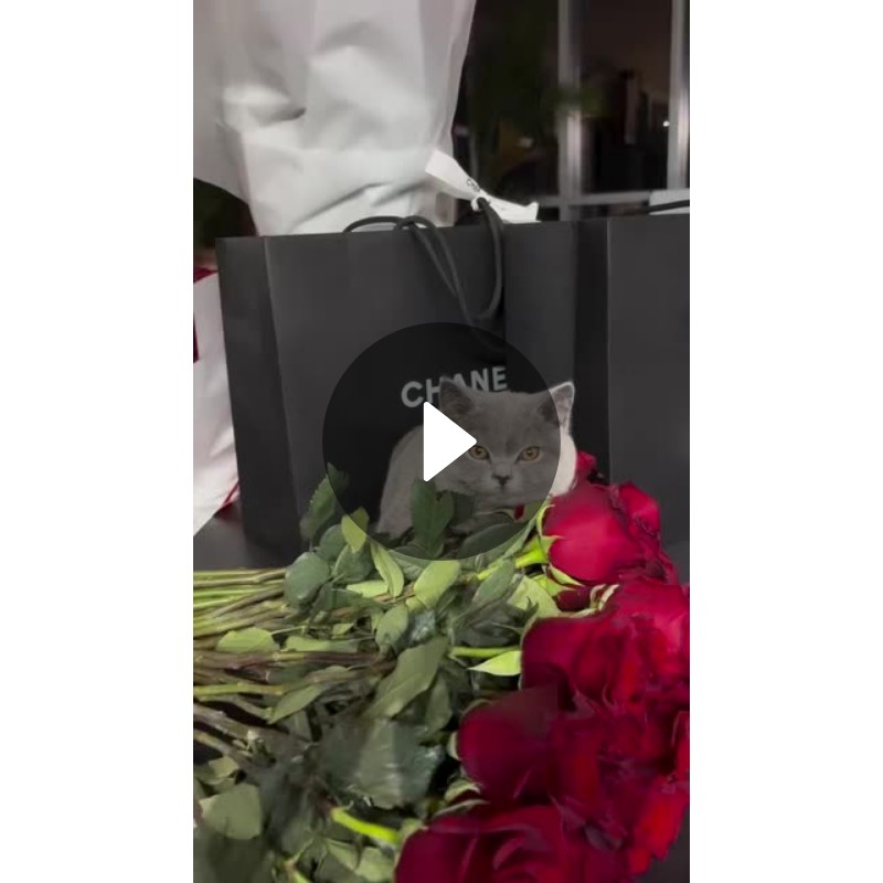 Cute Cat Hiding in Chanel Bags with Red Roses