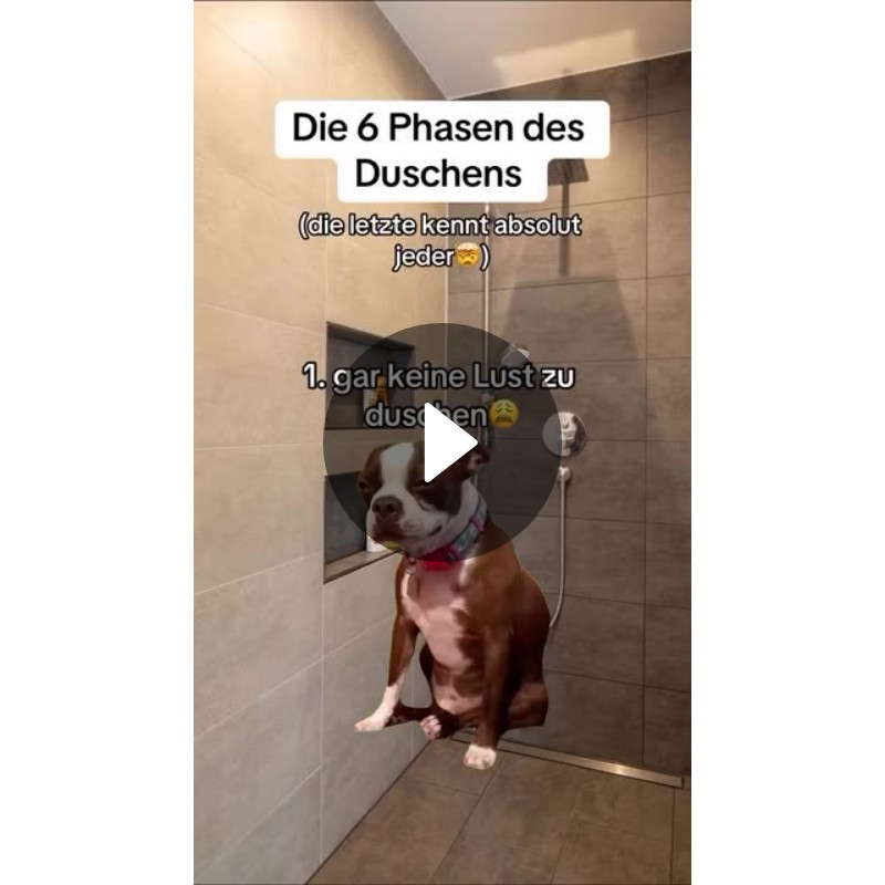 Funny Cats (@snap.funnycats) | Exploring the 6 phases of a concept. | Spotlight