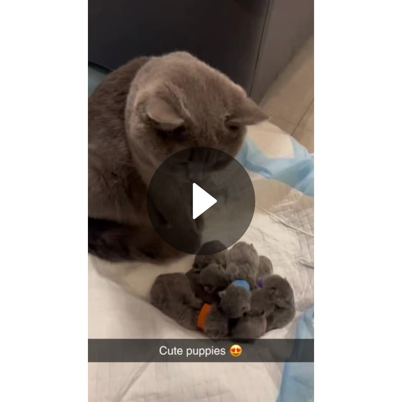 Cute puppies 😍 | Spotlight on Snapchat