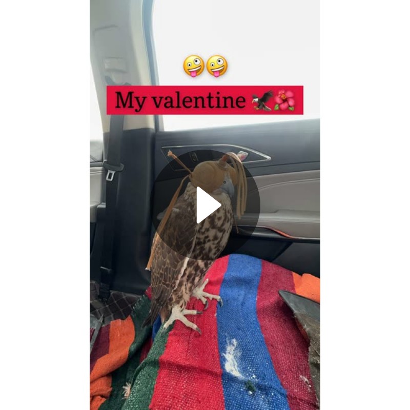 My valentine 🦅🌺 | 🤪🤪 | Spotlight on Snapchat
