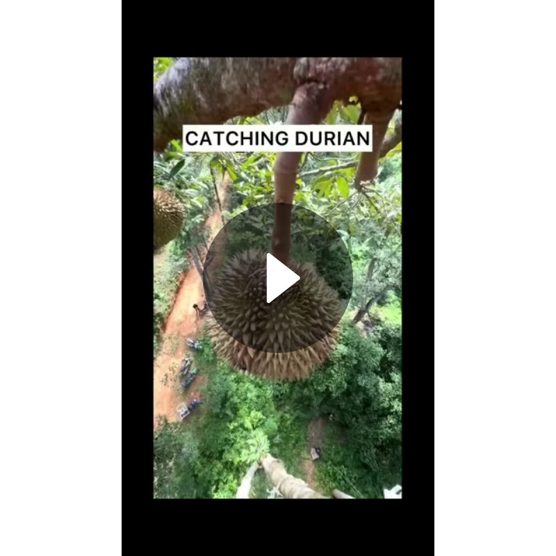 Catching durians in a lush forest setting. | Menu Check (@menu_check ...