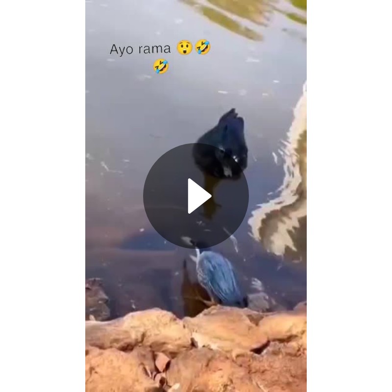 Ayo rama 😲🤣🤣 | Spotlight on Snapchat