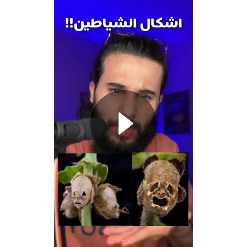 anas_action | Spotlight on Snapchat