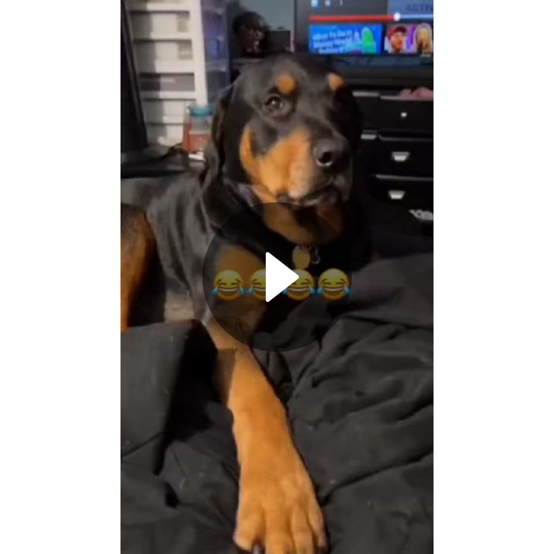 funny.pet01 | Spotlight on Snapchat