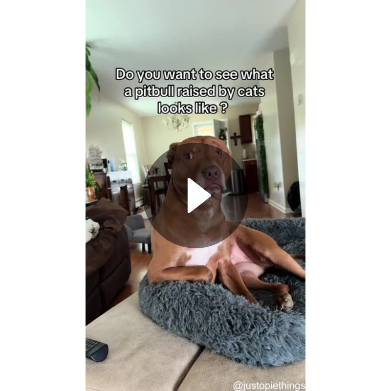 cute | dogs | cats | pets | Spotlight on Snapchat