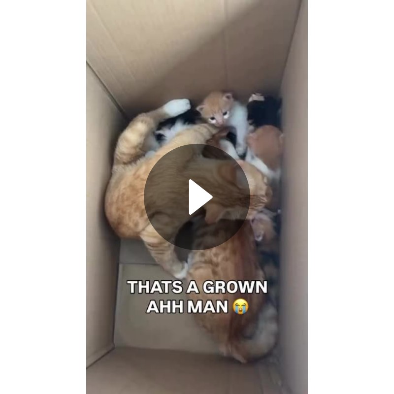 Grown Cat Reacts to Kittens in Box | Video by cats being cats ...