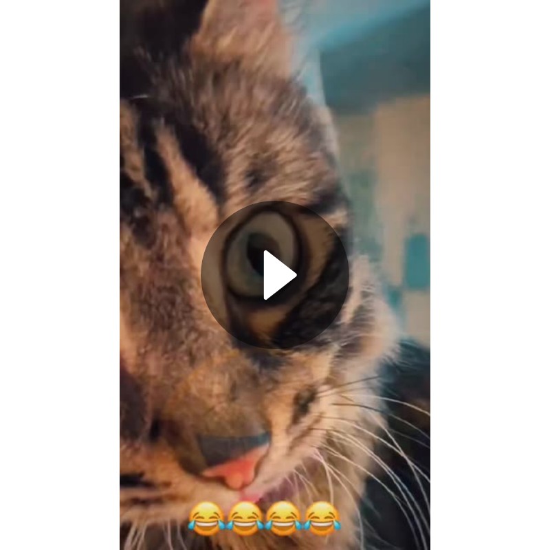 funny.pet01 | Spotlight on Snapchat