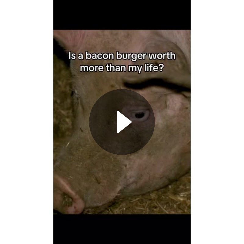 meat.immoral | Spotlight on Snapchat