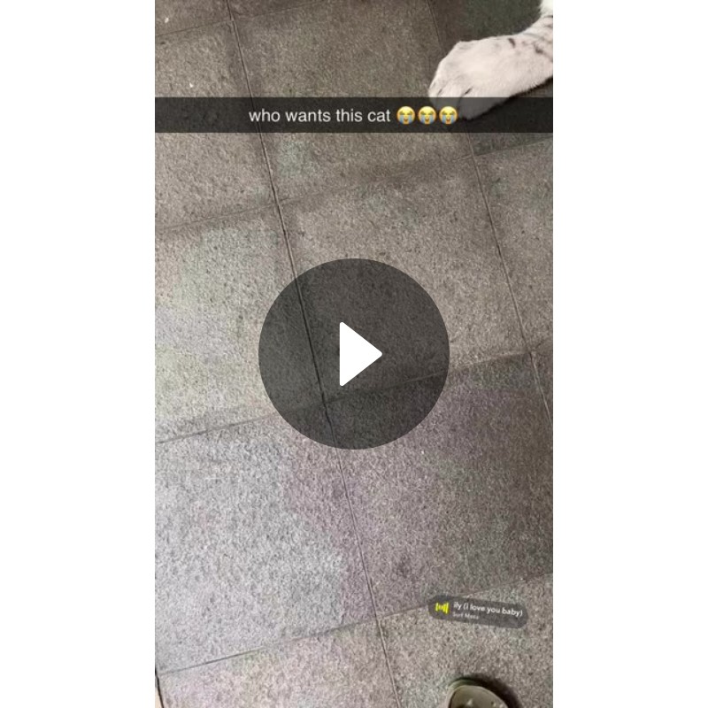 who wants this cat 😭😭😭 | Spotlight on Snapchat