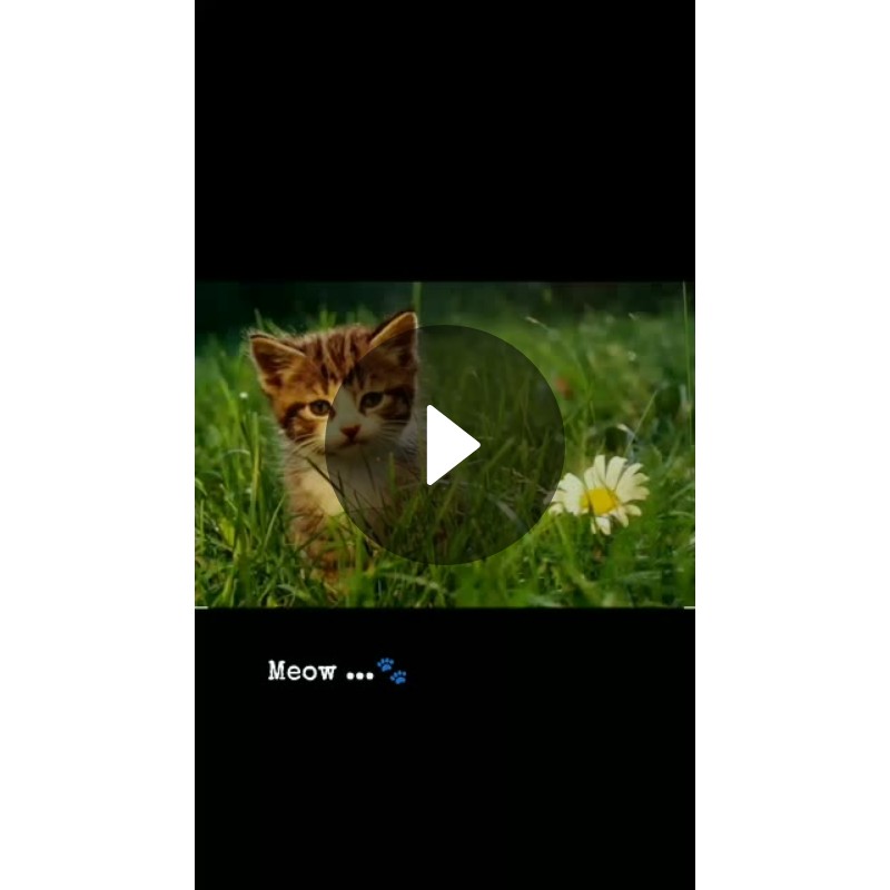 Meow ...🐾 | Spotlight on Snapchat