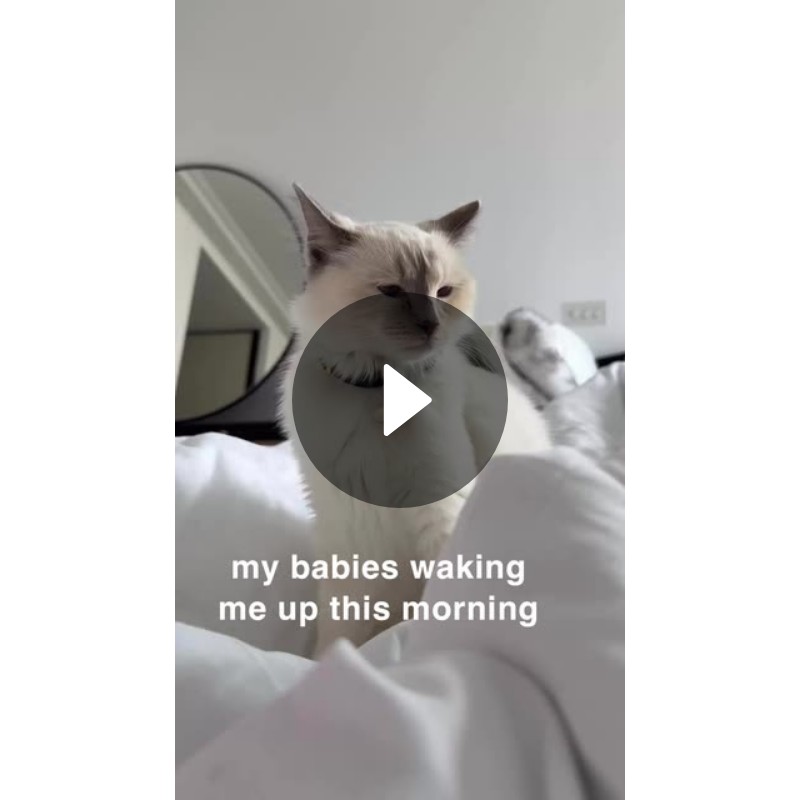 my babies waking me up this morning | Spotlight on Snapchat