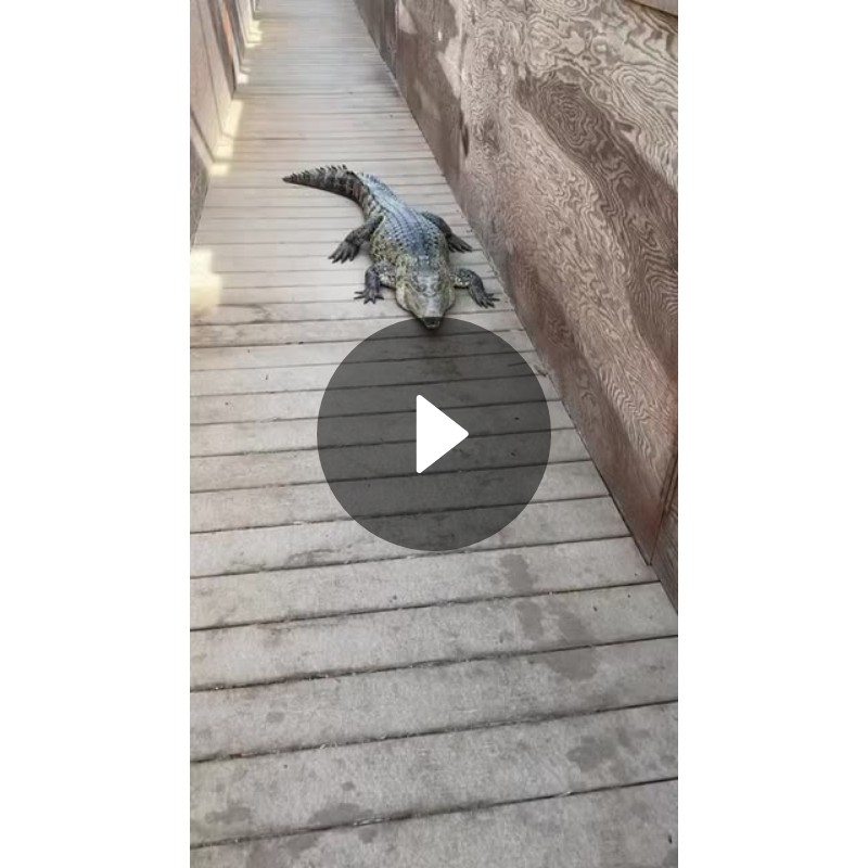 Croc Crawls Toward Camera on Wooden Boardwalk | Video by Paul Cuffaro ...