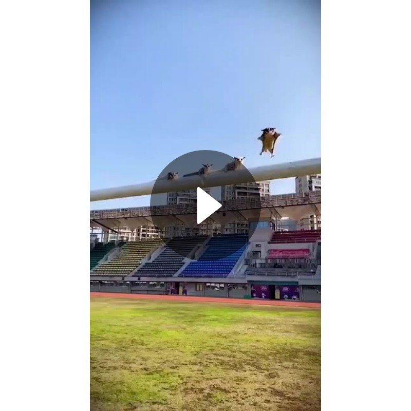 animals | flyingsquirrel | animals | cuteanimals | wildlifephotography ...