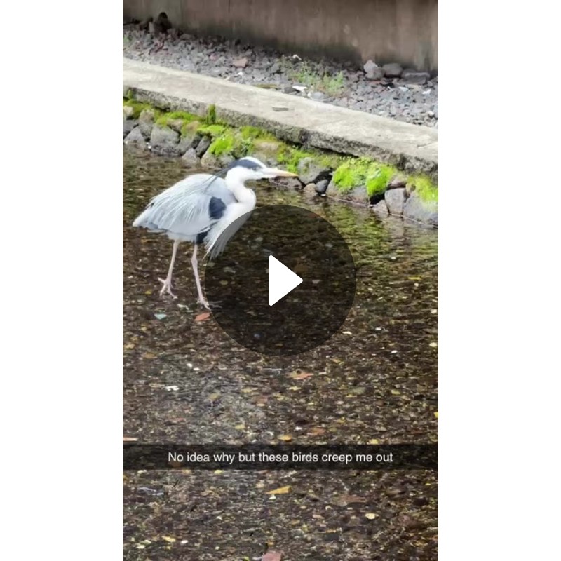 No idea why but these birds creep me out | Spotlight on Snapchat