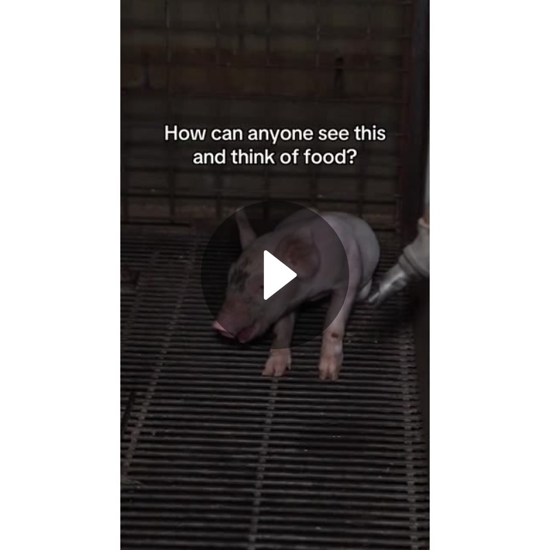 meat_immoral | Spotlight on Snapchat