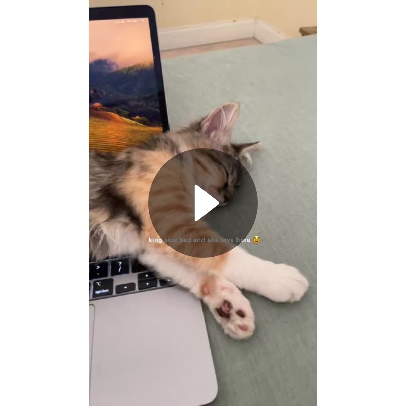 king size bed and she lays here 🥸 | Spotlight on Snapchat