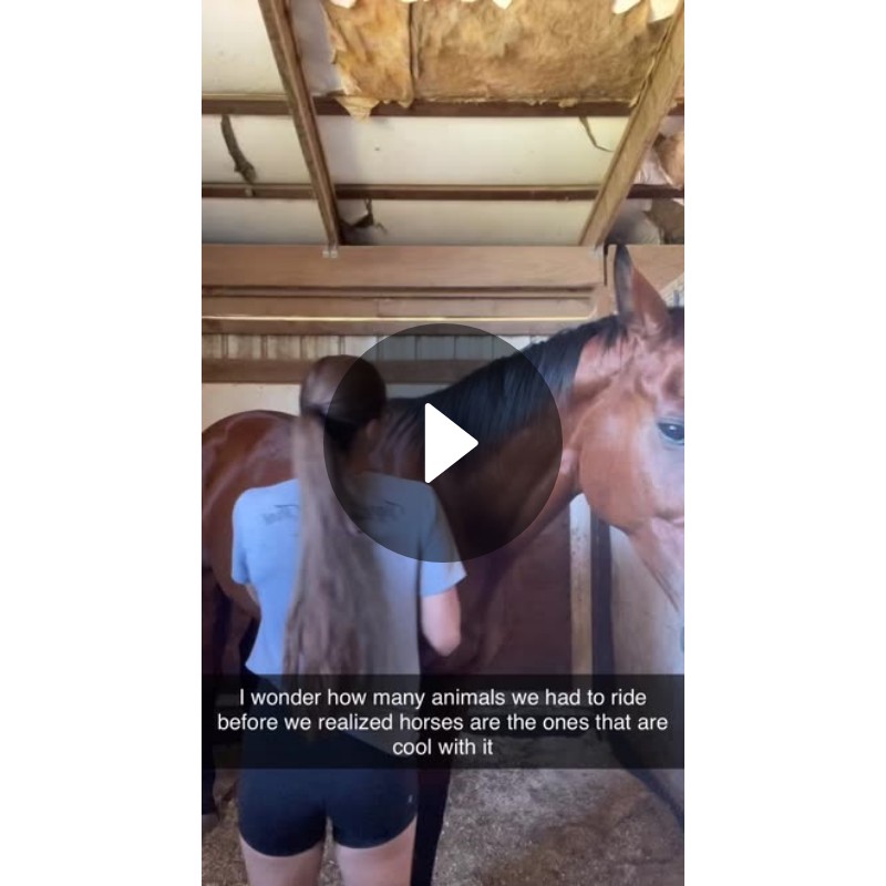 I wonder how many animals we had to ride before we realized horses are ...