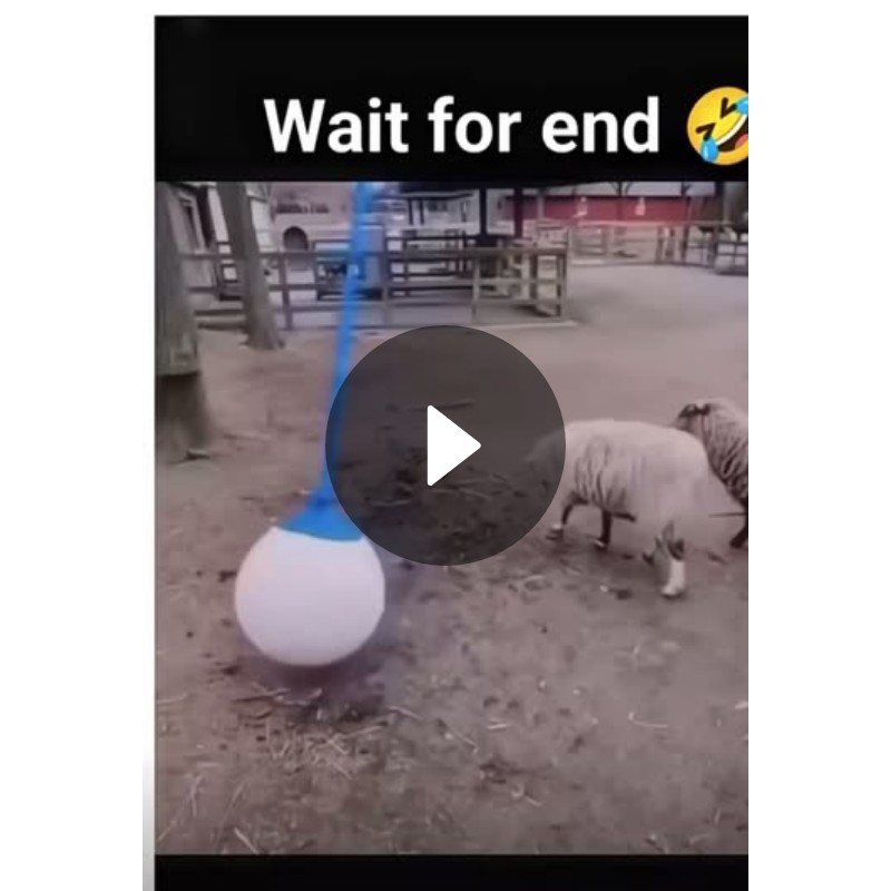 Faiza Qureshi (@faiza_salman023) | Farm scene with sheep and goats ...