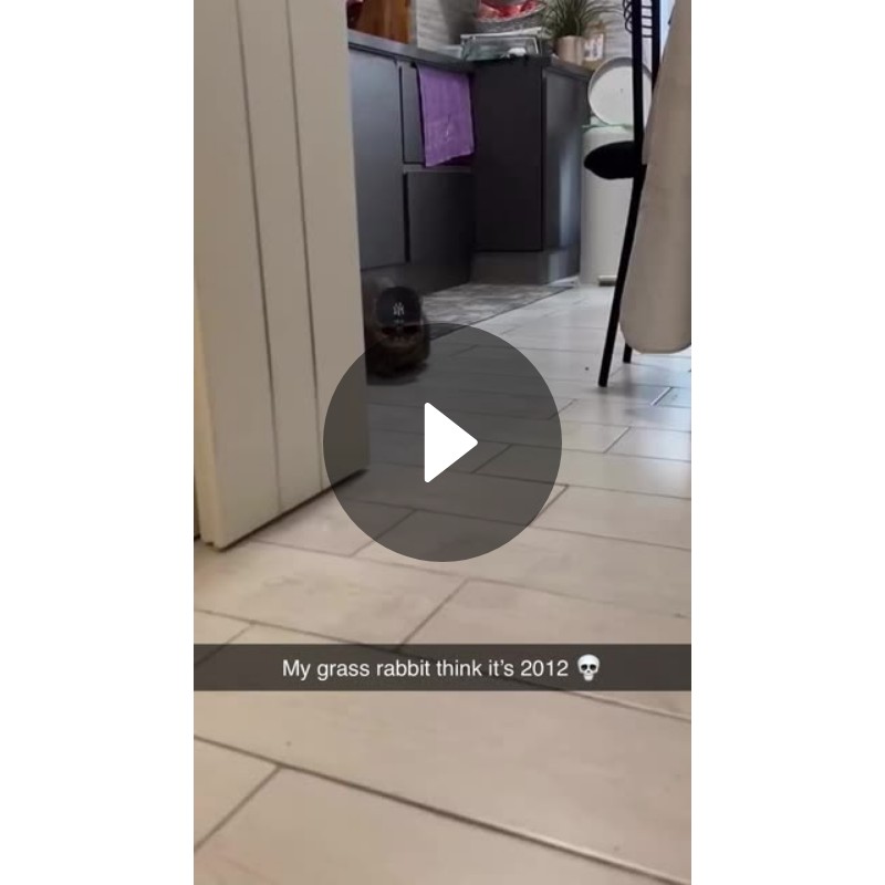 My grass rabbit think it’s 2012 💀 | Spotlight on Snapchat