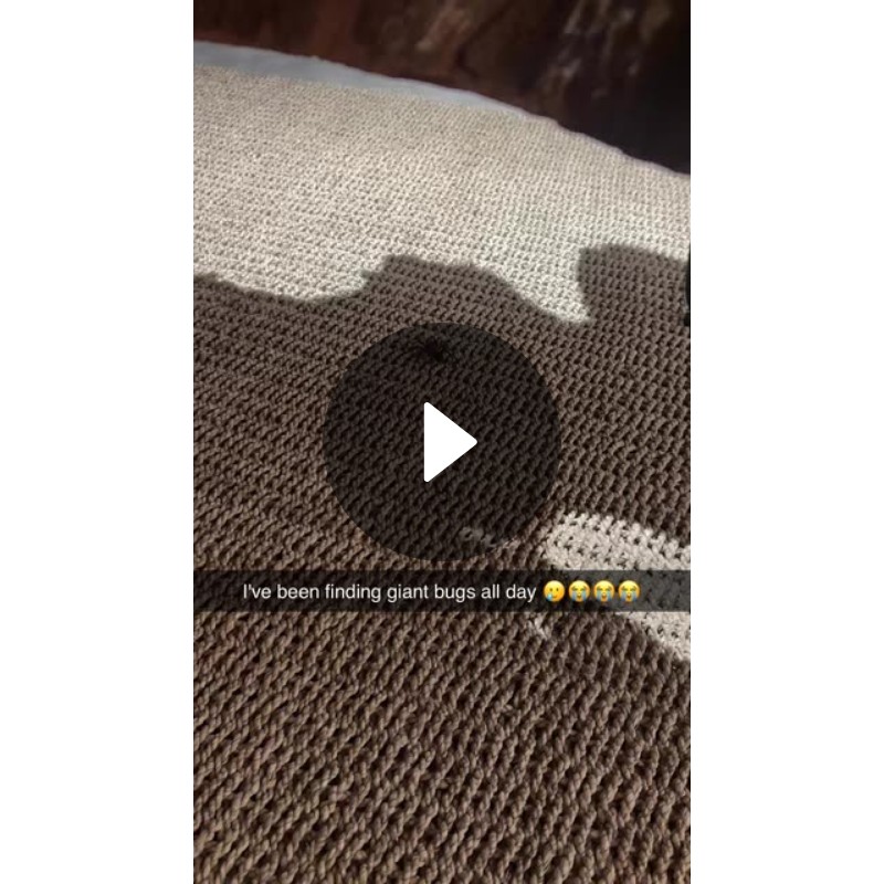 I've been finding giant bugs all day 🥲😭😭😭 | Spotlight on Snapchat