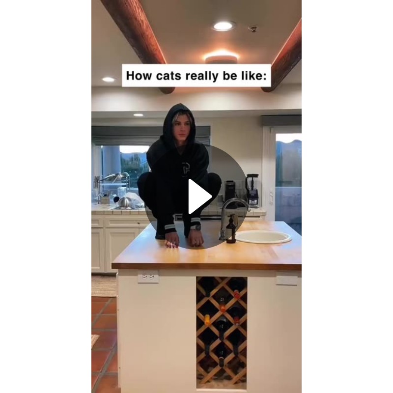 How cats really be like: | Spotlight on Snapchat