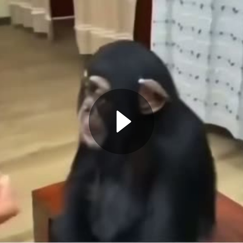 monkey_hubb | Spotlight on Snapchat