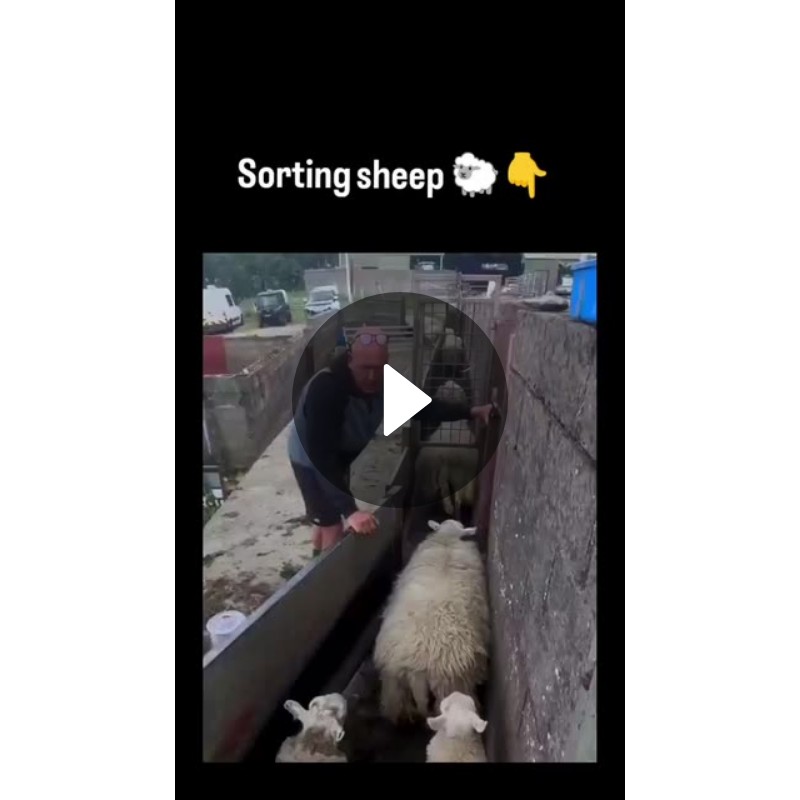 Sorting sheep on a farm. | Elsa (@elsa20257682) | Spotlight