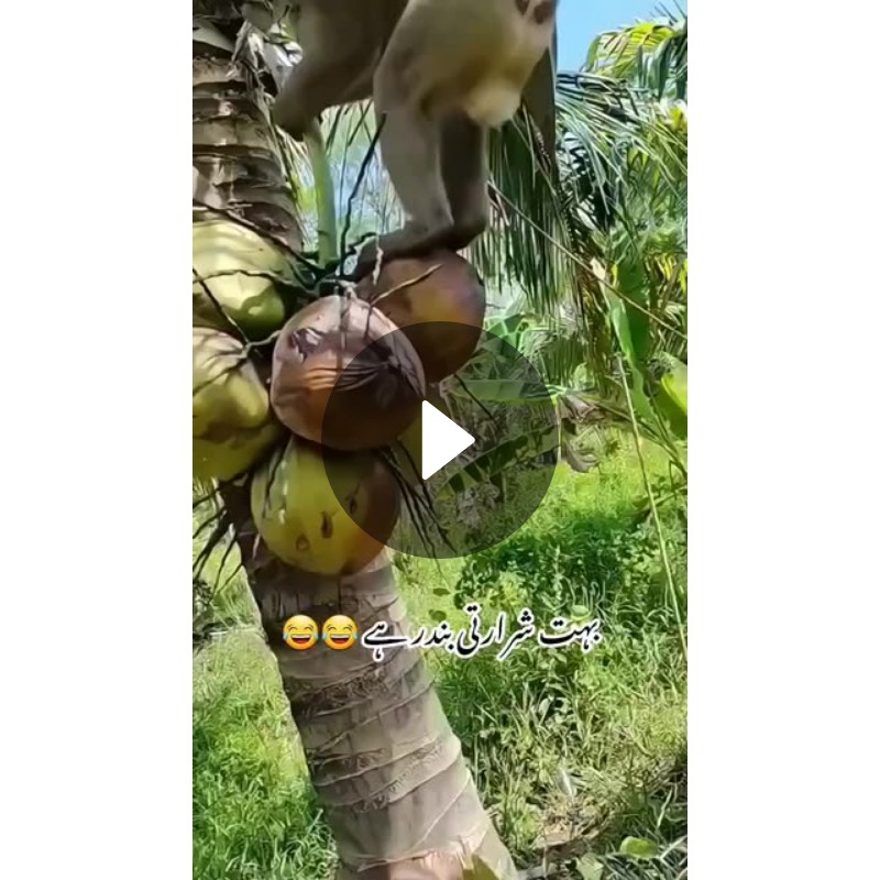 f4-funny | Spotlight on Snapchat