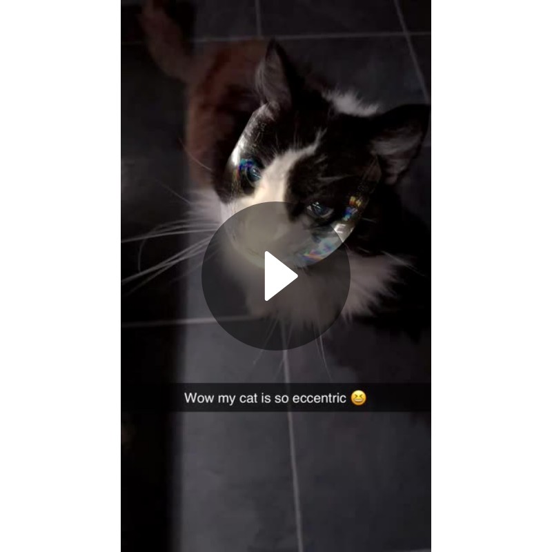 Wow my cat is so eccentric 😆 | Does your cat do this? | Spotlight on ...