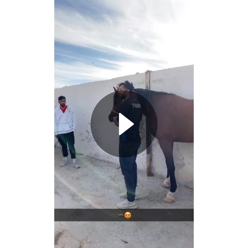 tiger_r0 | Spotlight on Snapchat