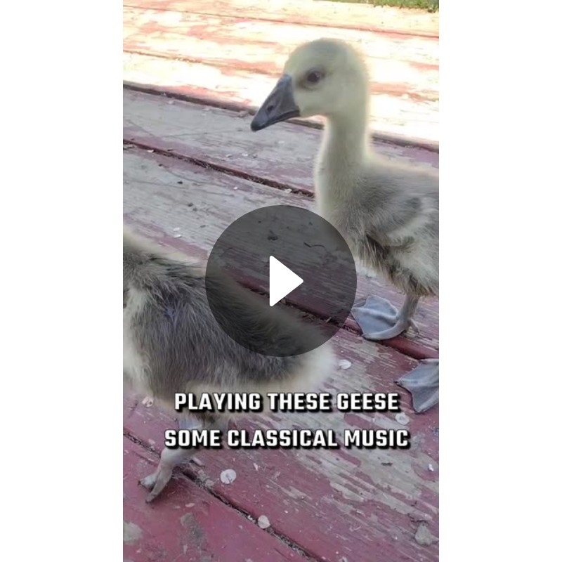 PLAYING THESE GEESE SOME CLASSICAL MUSIC | Spotlight on Snapchat