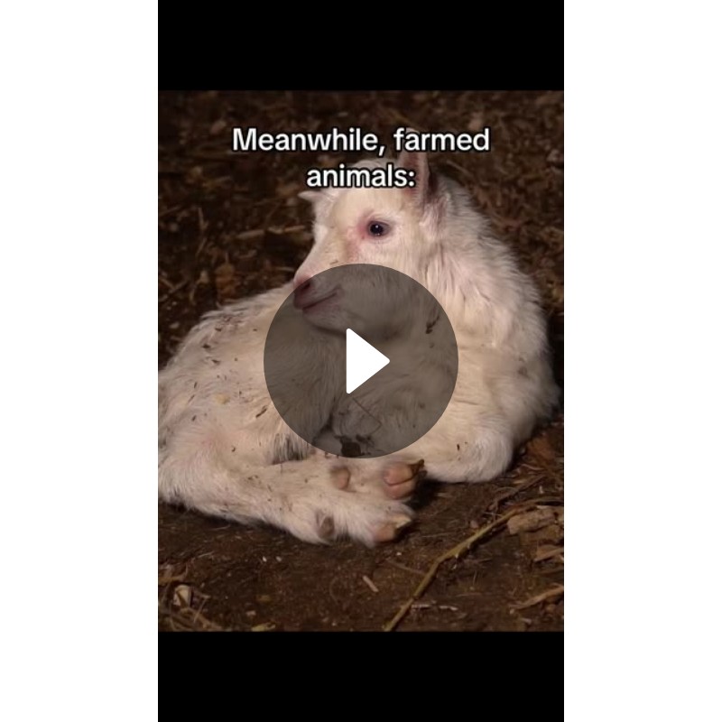 meat_immoral | Spotlight on Snapchat