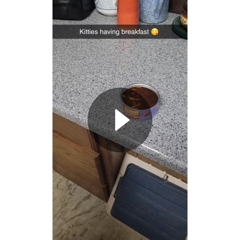 Kitties having breakfast 😋 | Spotlight on Snapchat