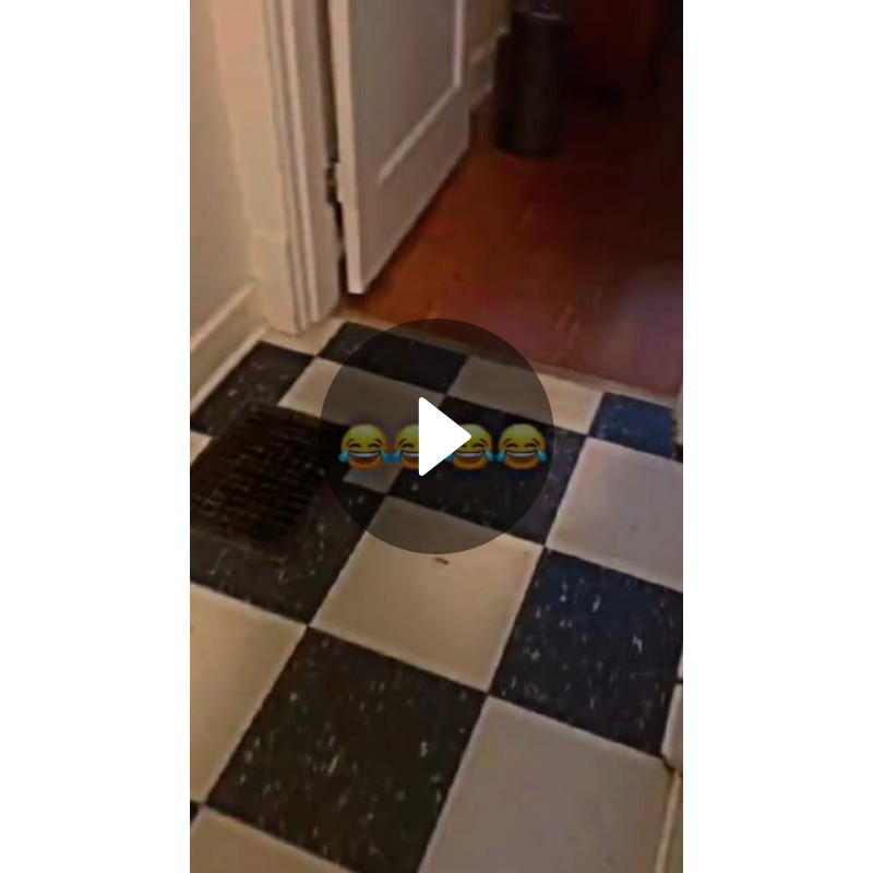 funny.pet01 | Spotlight on Snapchat