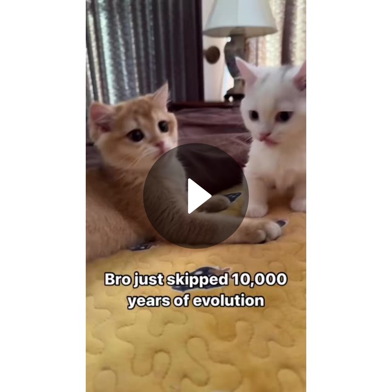 meme_hub4136 | Spotlight on Snapchat