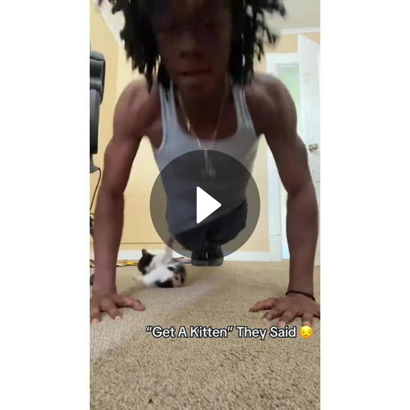 Cats in Action: From Playful Kittens to Dramatic Poses | Video by cats ...