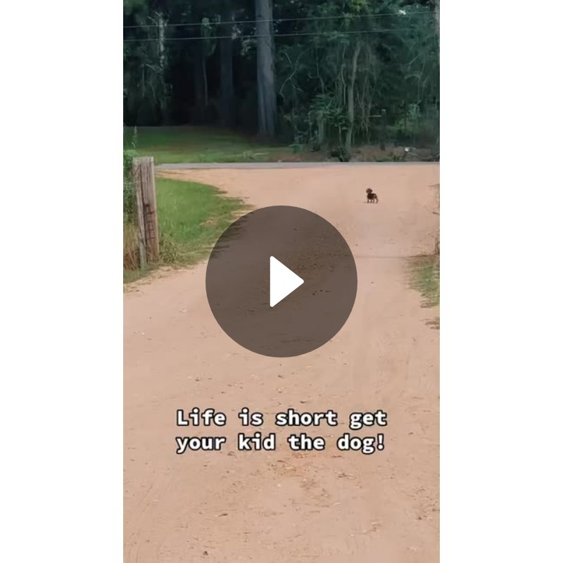 Dog enjoying life with short inspiring message | Wiki Animal ...