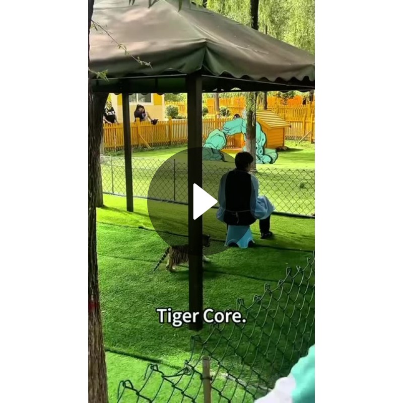 JKP9227 (@hyfr_joelk) | Funny tiger clips with humorous moments ...